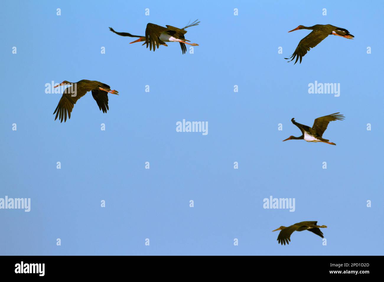 black stork (Ciconia nigra) in flight. The Black Stork (Ciconia nigra ...