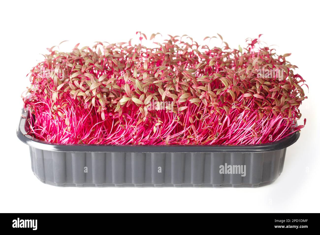 Organic Amaranth microgreens, red garnet or Chinese spinach. Seed ...