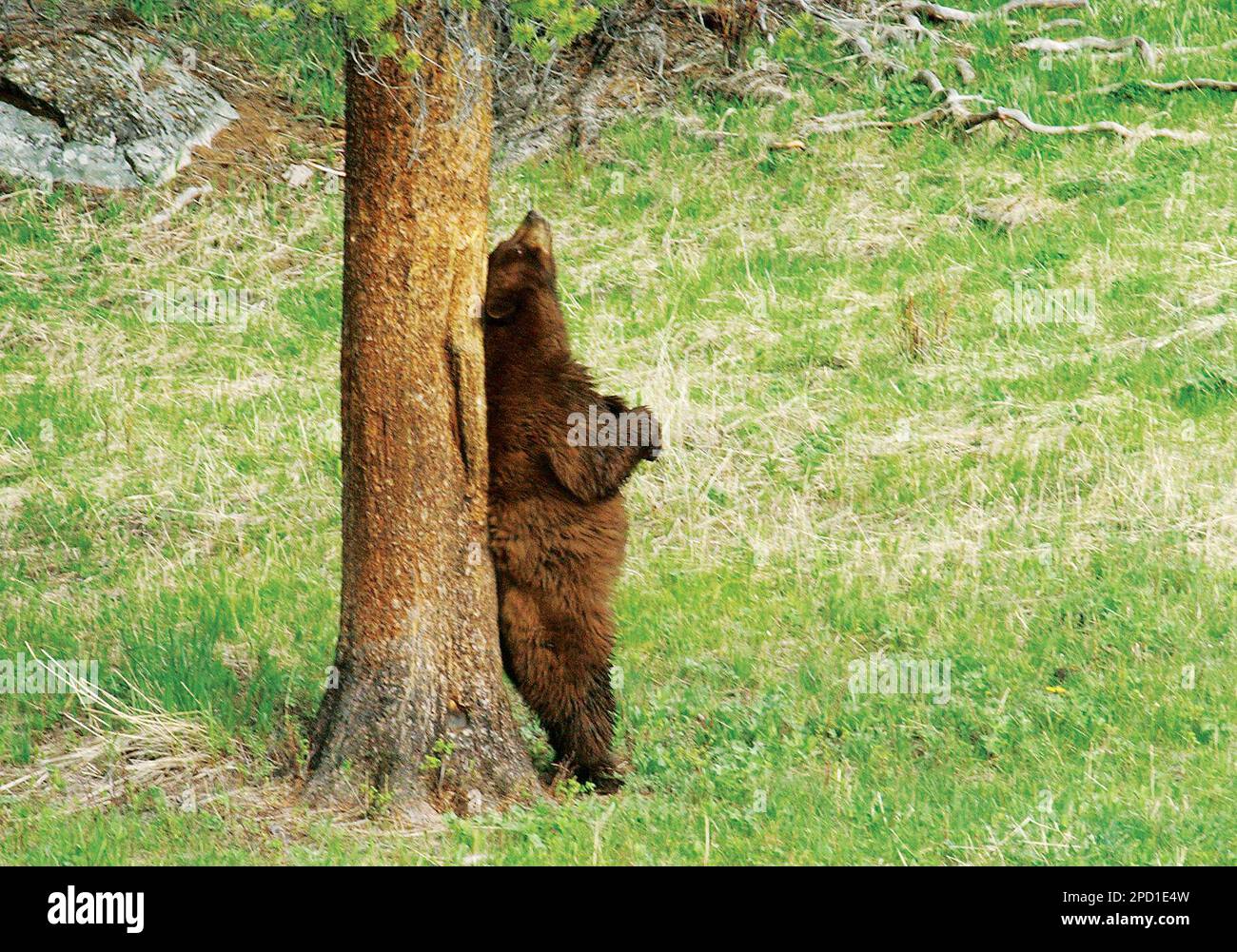 A cinnamon colored black bear uses a tree as a back scratch near Lost ...