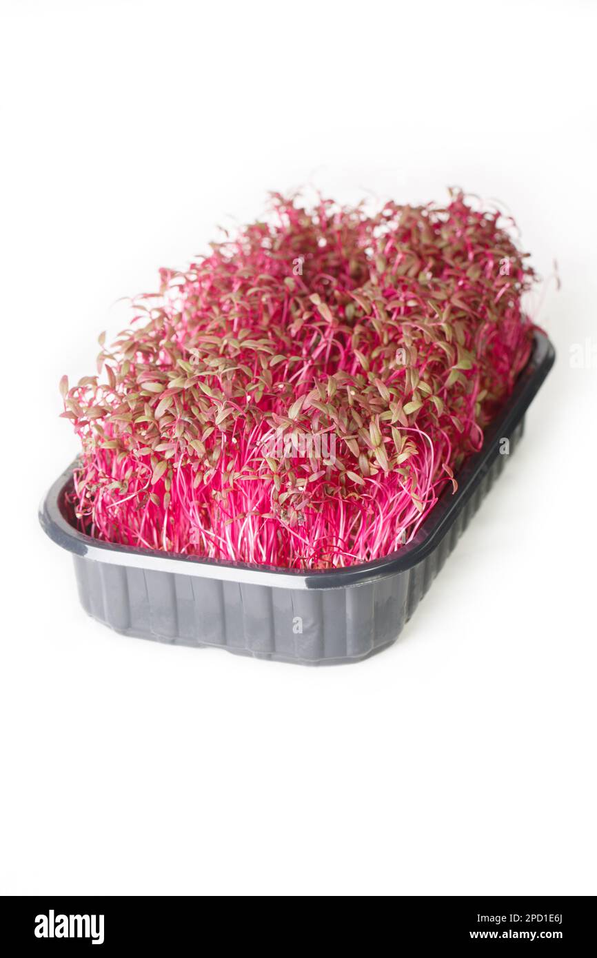 Healthy Food Microgreens amaranth in a container closeup isolated on a ...