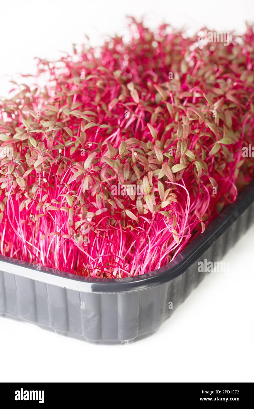 Close-up of Amaranth microgreens on white background. Fresh healthy ...