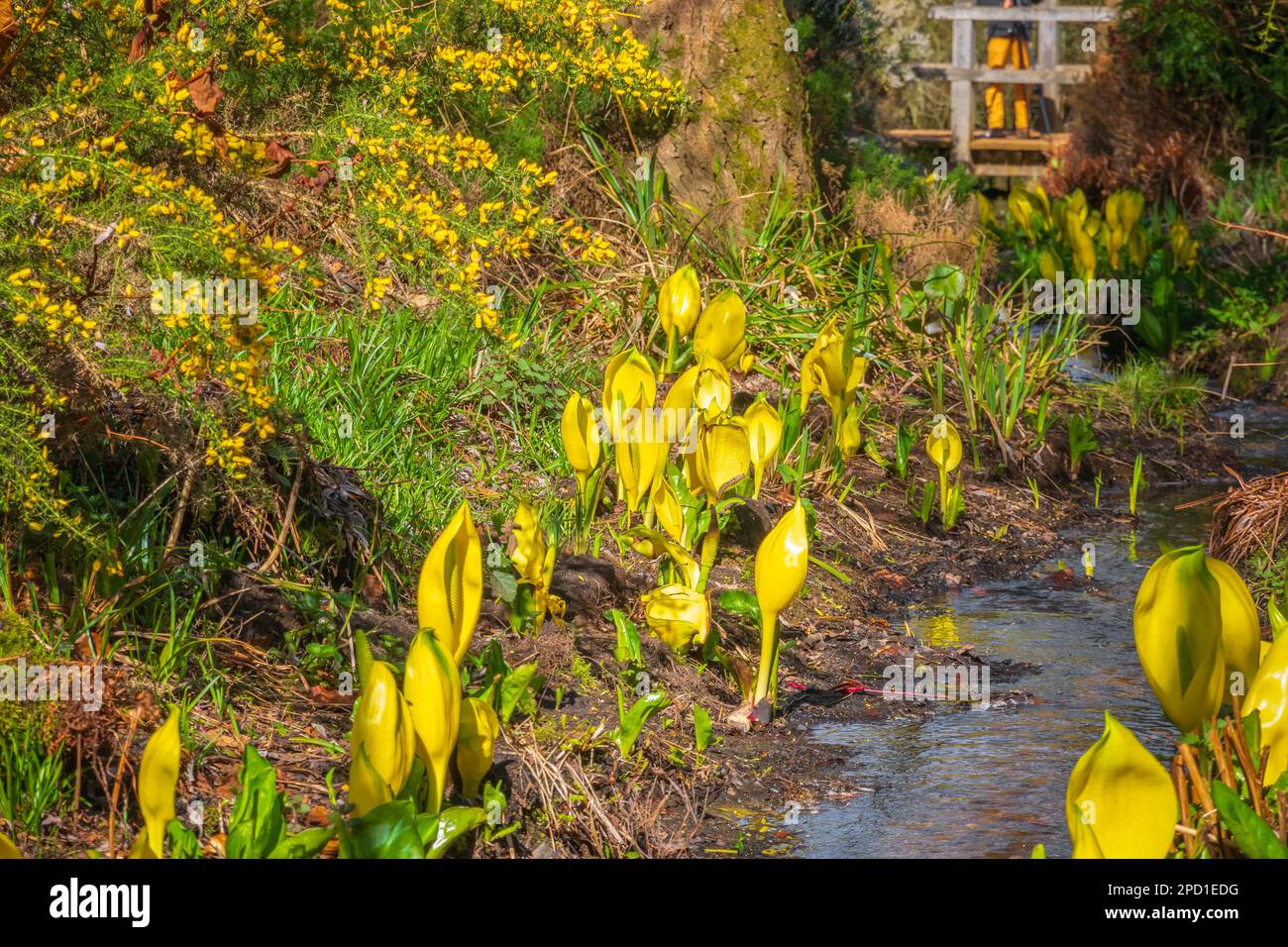 Yellow skunk cabbage (swamp lantern) next to a stream flowing through ...