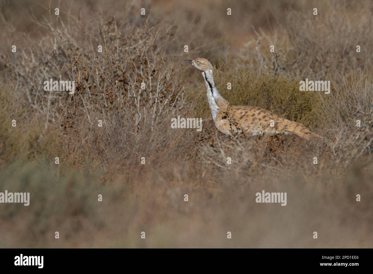 courtship display of a male MacQueen's bustard (Chlamydotis macqueenii ...