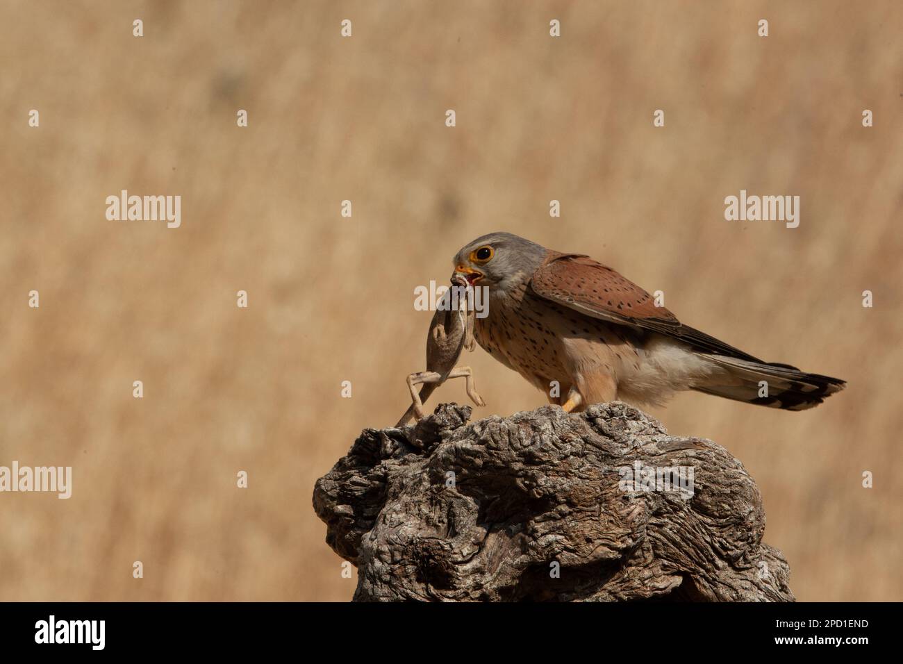 The common kestrel (Falco tinnunculus) is a bird of prey species ...