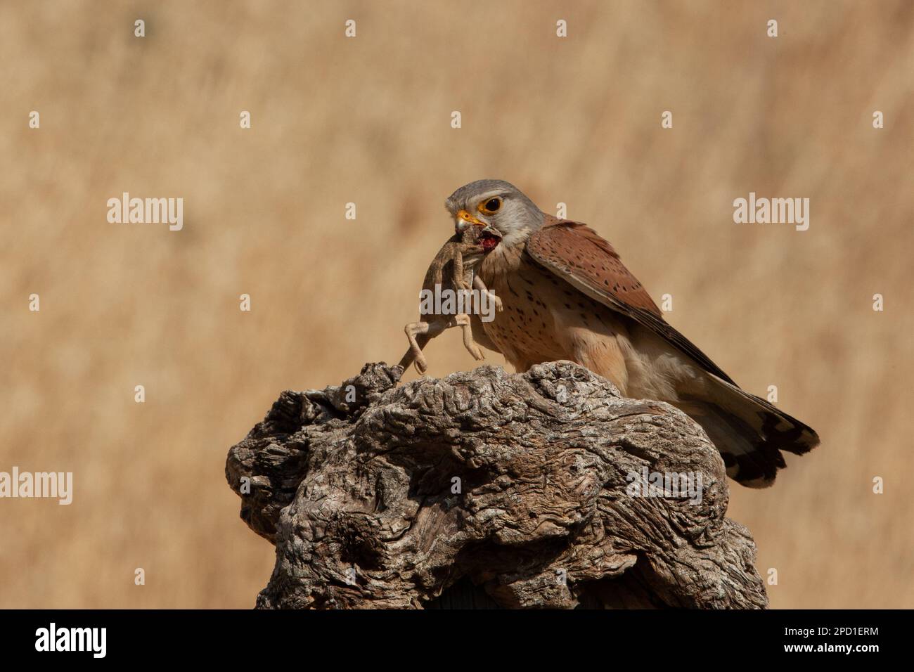 The common kestrel (Falco tinnunculus) is a bird of prey species ...