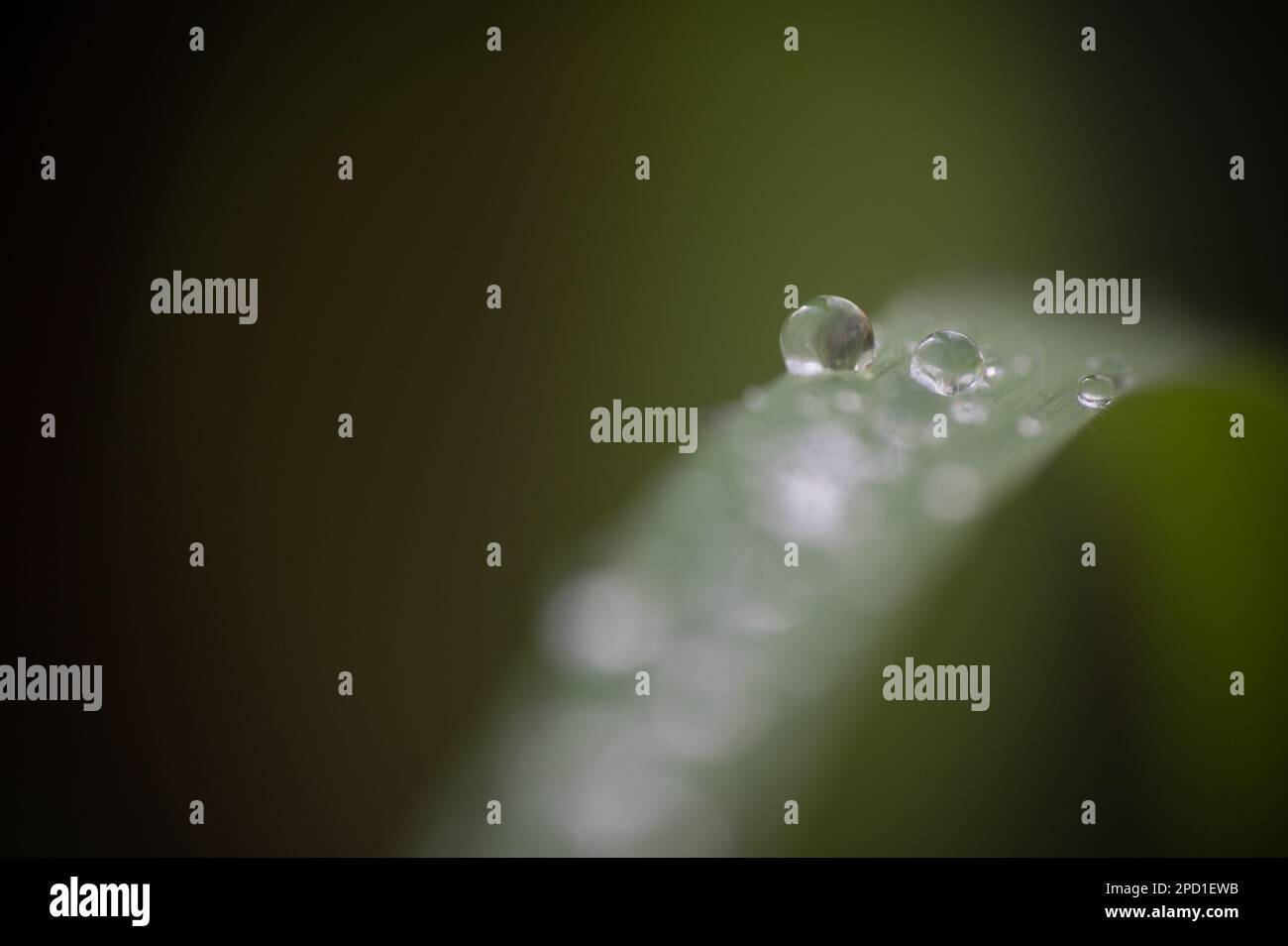 Extreme close up dew drops hi-res stock photography and images - Alamy