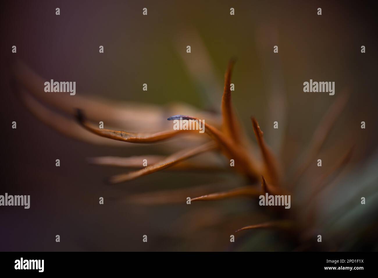 Extreme close-up photo of a moss. Shallow depth of field Stock Photo ...