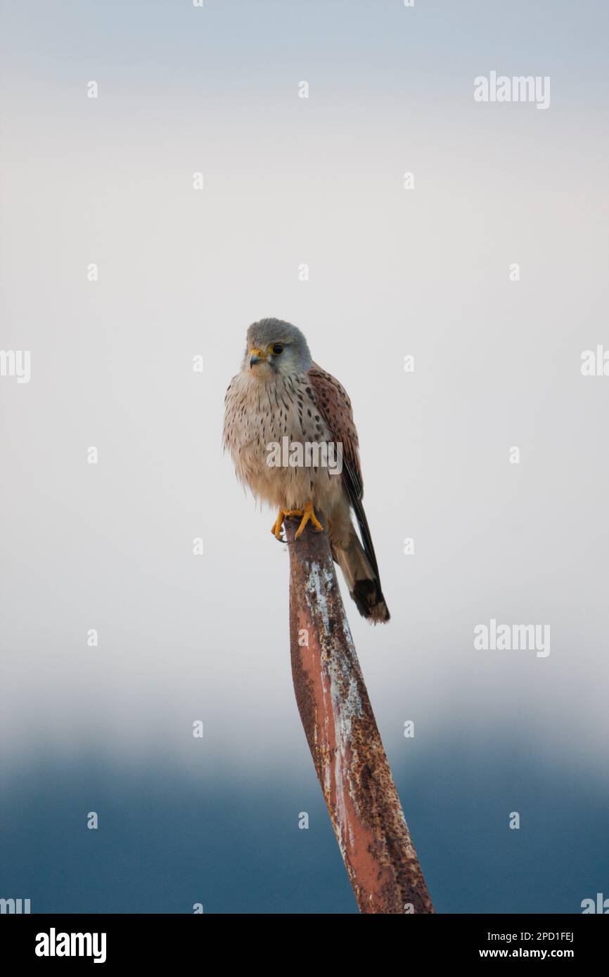 The common kestrel (Falco tinnunculus) is a bird of prey species ...