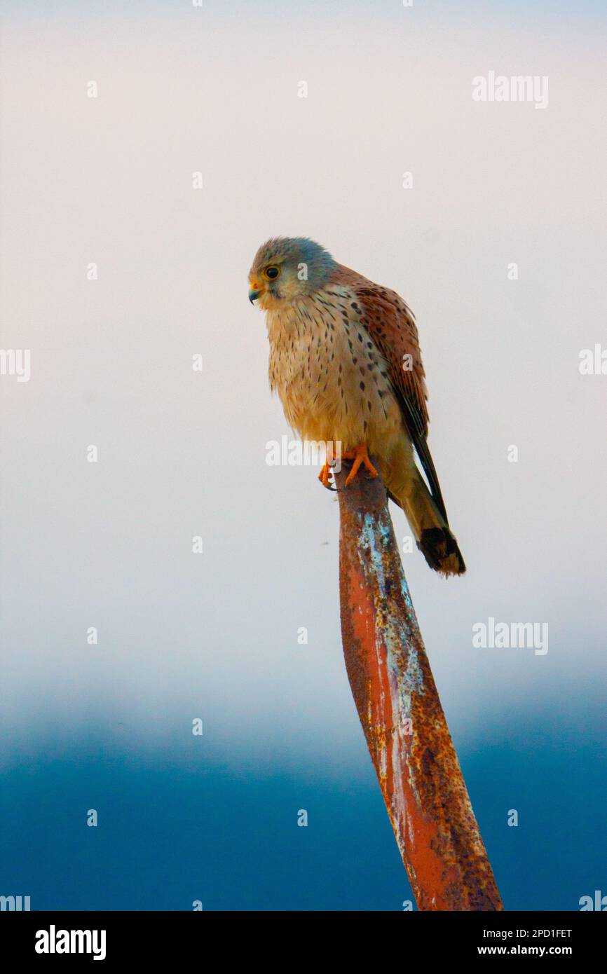 The common kestrel (Falco tinnunculus) is a bird of prey species ...