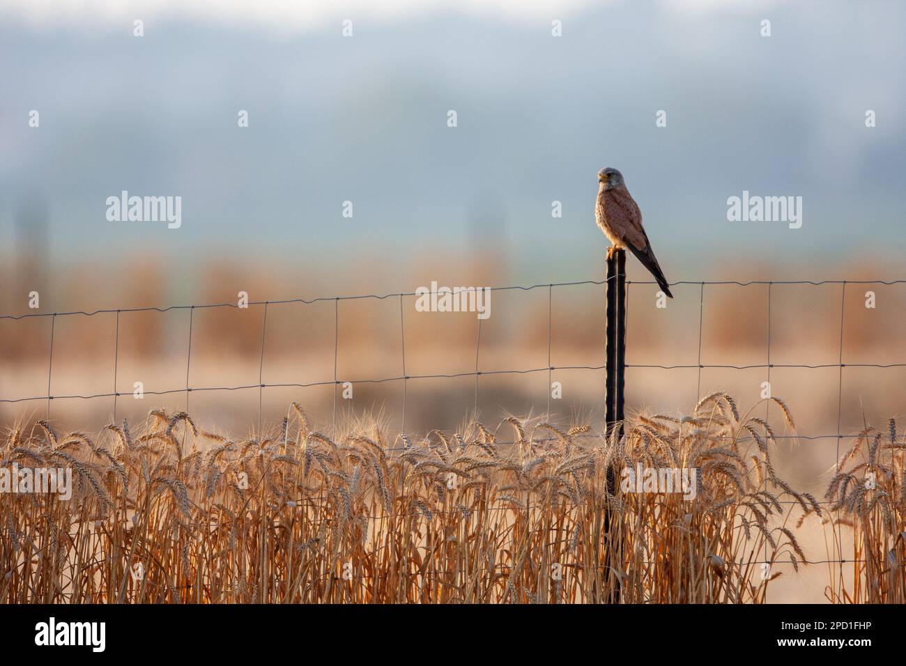 The common kestrel (Falco tinnunculus) is a bird of prey species ...