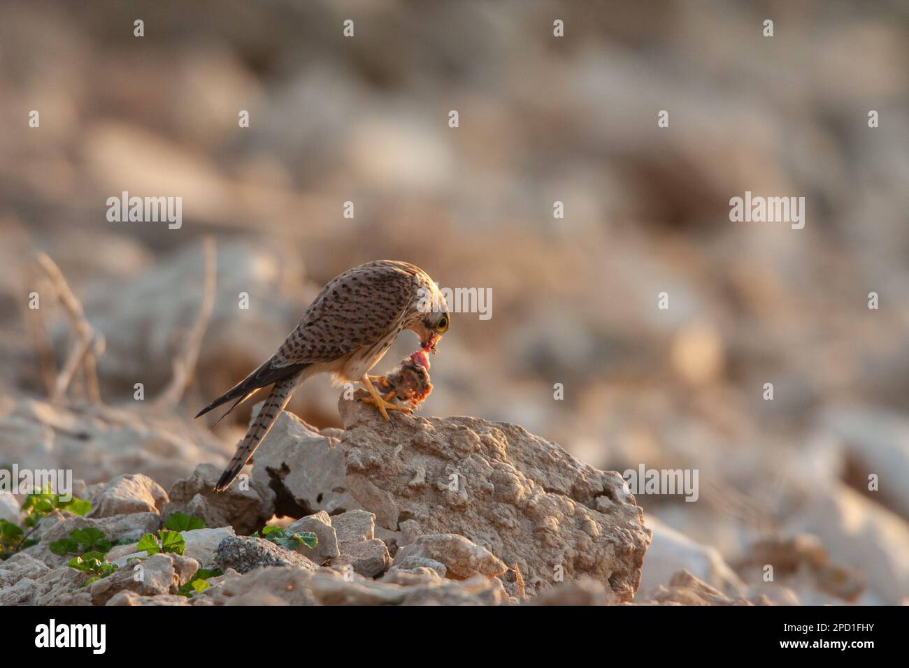 The common kestrel (Falco tinnunculus) is a bird of prey species ...