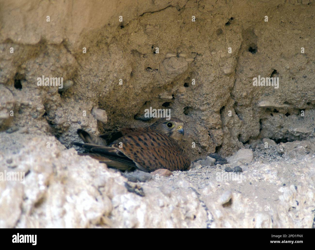 Kestrel nest in a sandstone cliff The common kestrel (Falco tinnunculus ...