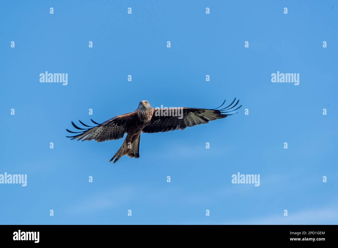 A majestic hawk soaring with its wings wide opened on background of the ...