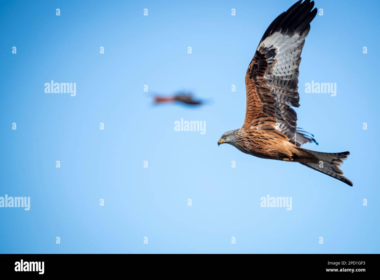 A majestic hawk soaring with its wings wide opened on background of the ...