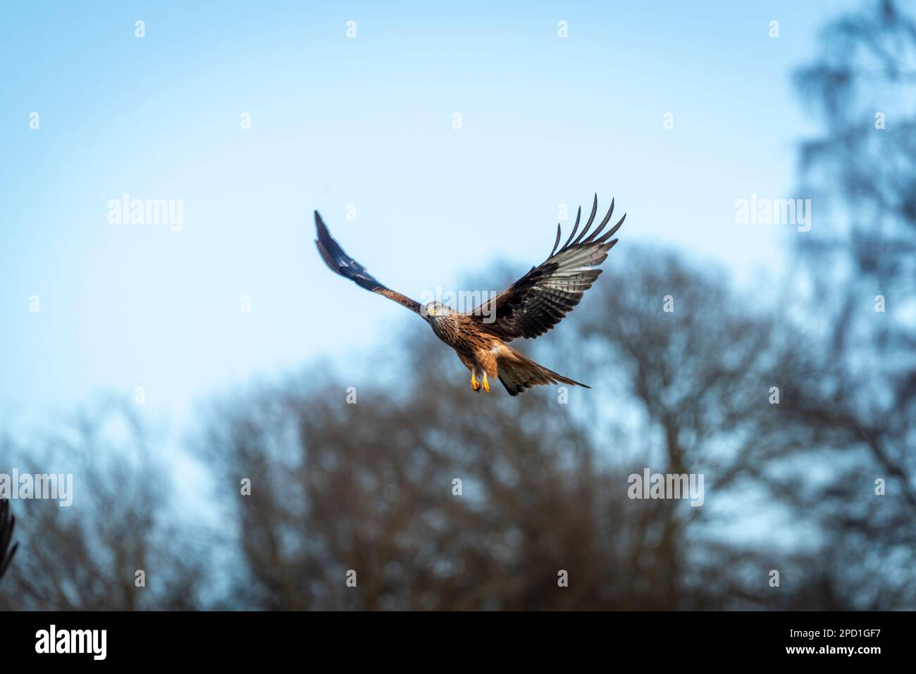 A majestic hawk soaring with its wings wide opened on background of the ...