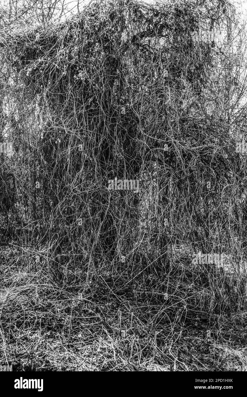 Dry tree growing in Black and White Stock Photos & Images - Alamy