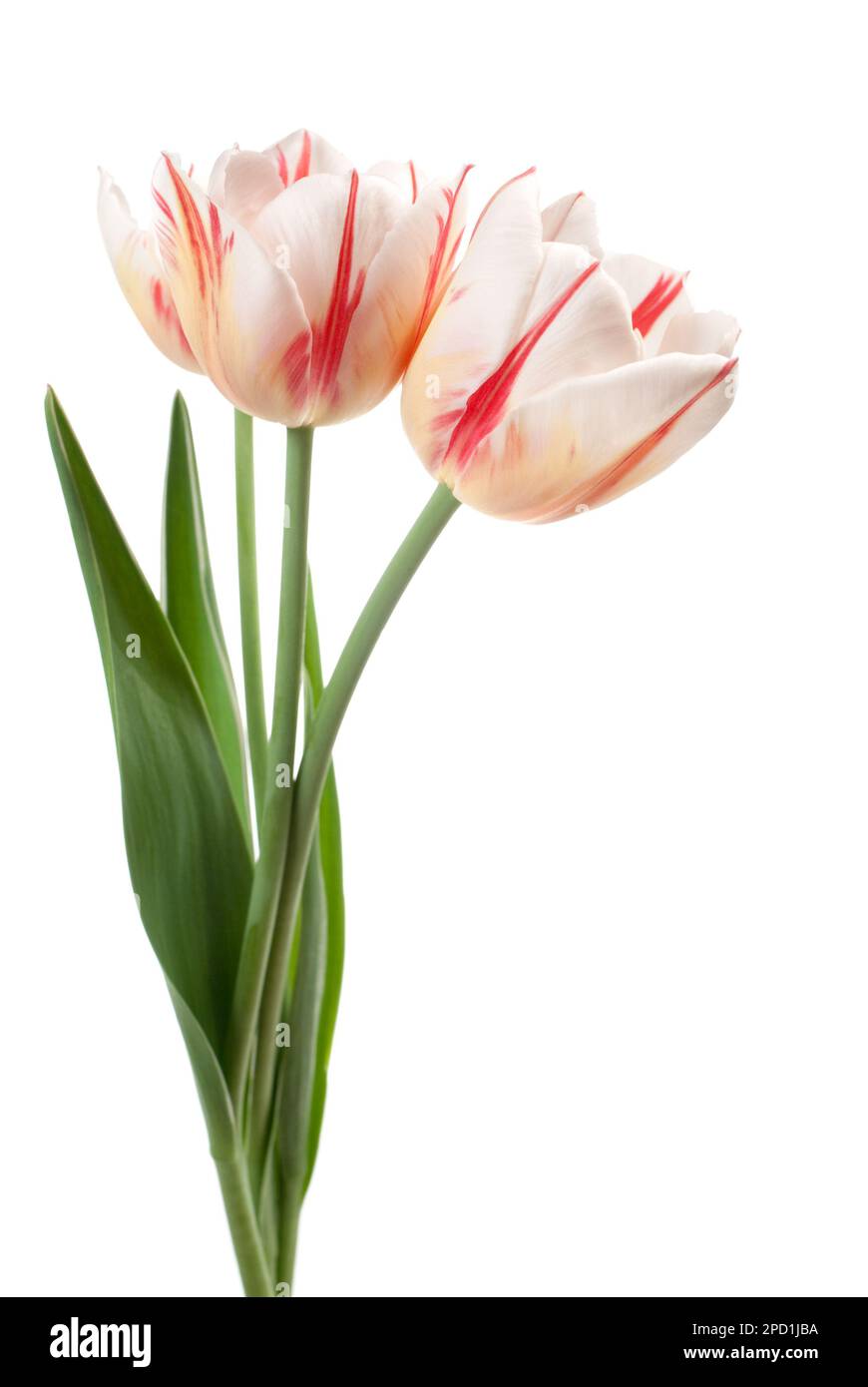 White tulips bouquet isolated on white background. Low DOF Stock Photo ...