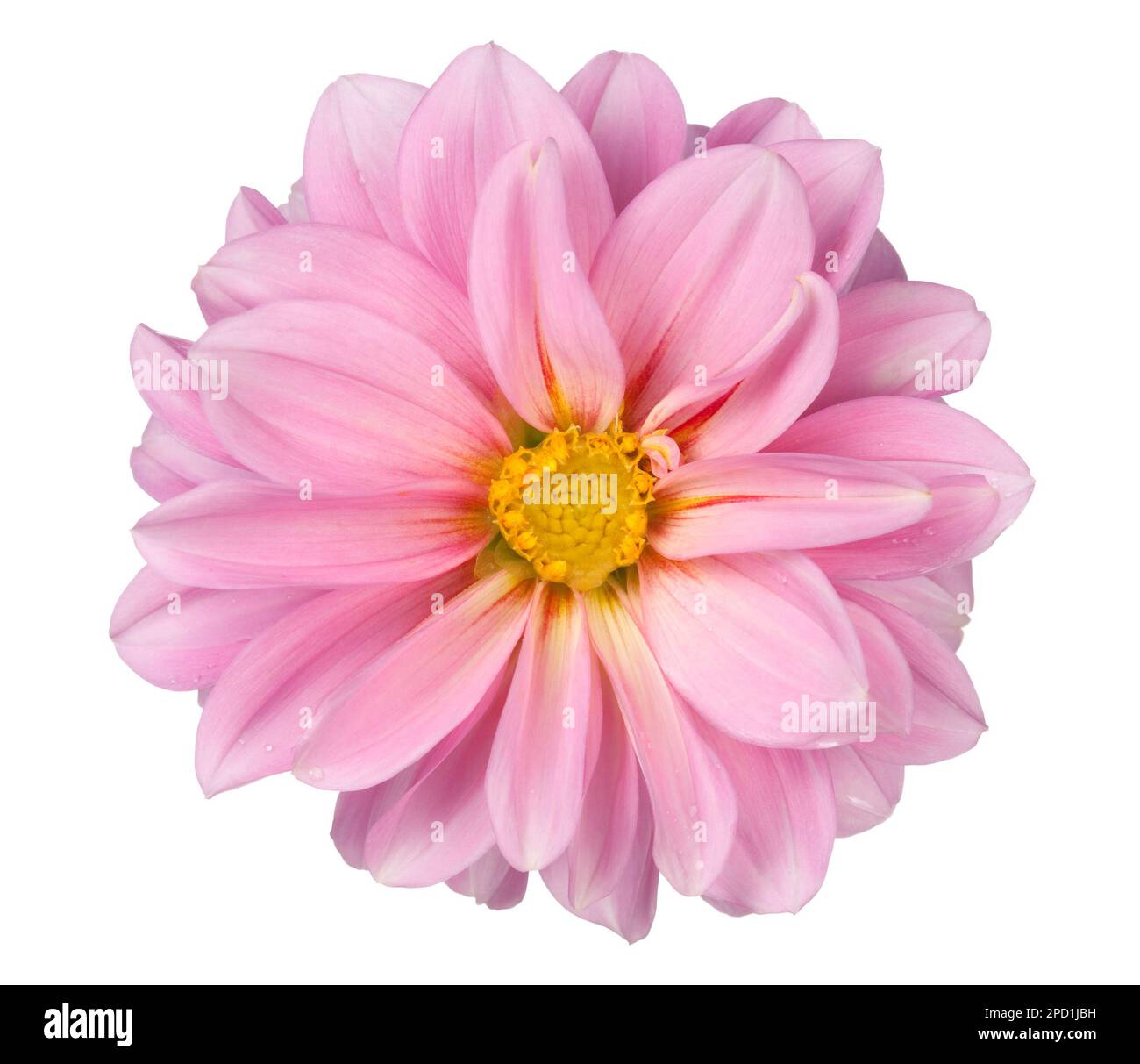 Dahlia single flower on Cut Out Stock Images & Pictures - Alamy