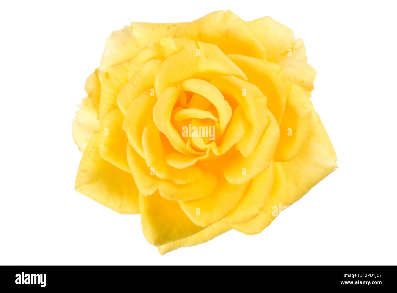 Yellow rose bud garden Cut Out Stock Images & Pictures - Alamy
