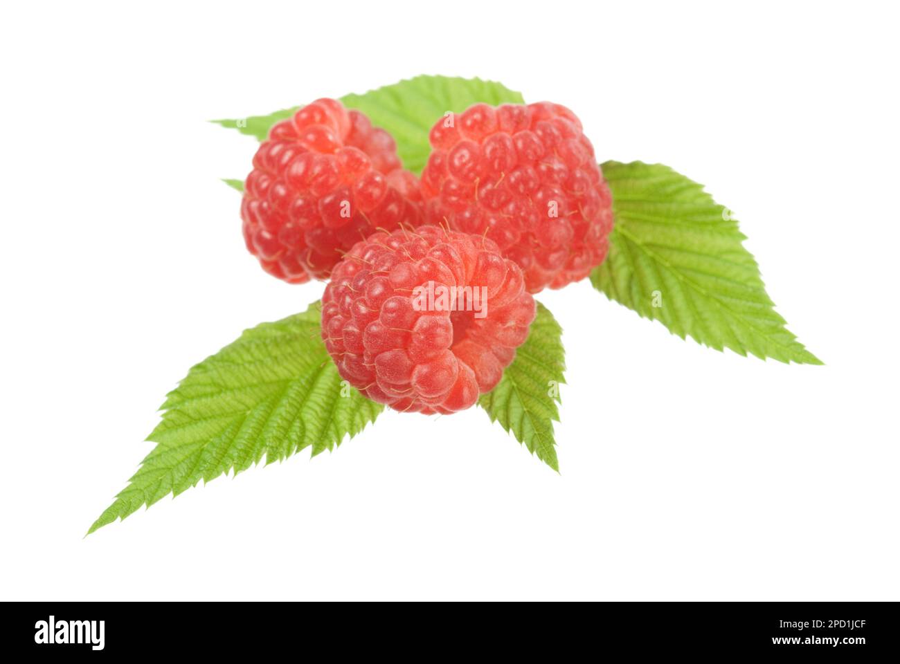 Fresh red ripe raspberries and leaves on white Stock Photo - Alamy