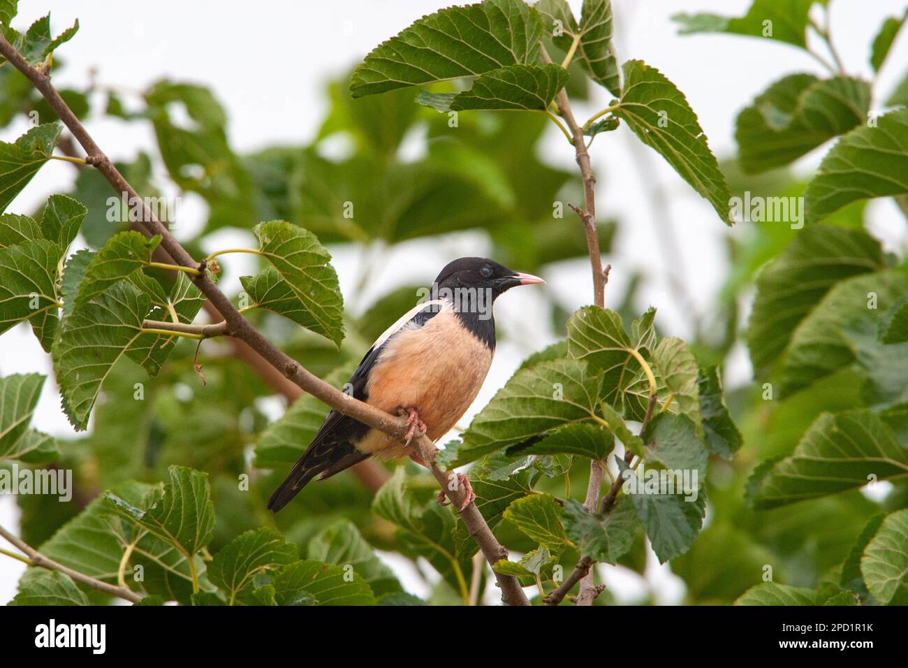 The rosy starling (Pastor roseus) زرزور وردي is a passerine bird in the starling family ...