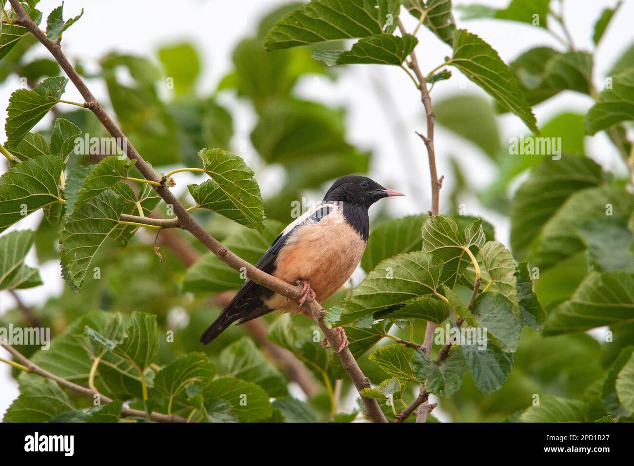 The rosy starling (Pastor roseus) زرزور وردي is a passerine bird in the ...