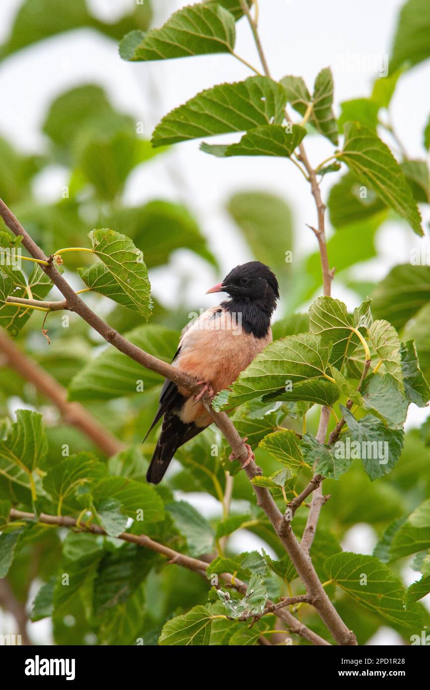 The rosy starling (Pastor roseus) زرزور وردي is a passerine bird in the starling family ...