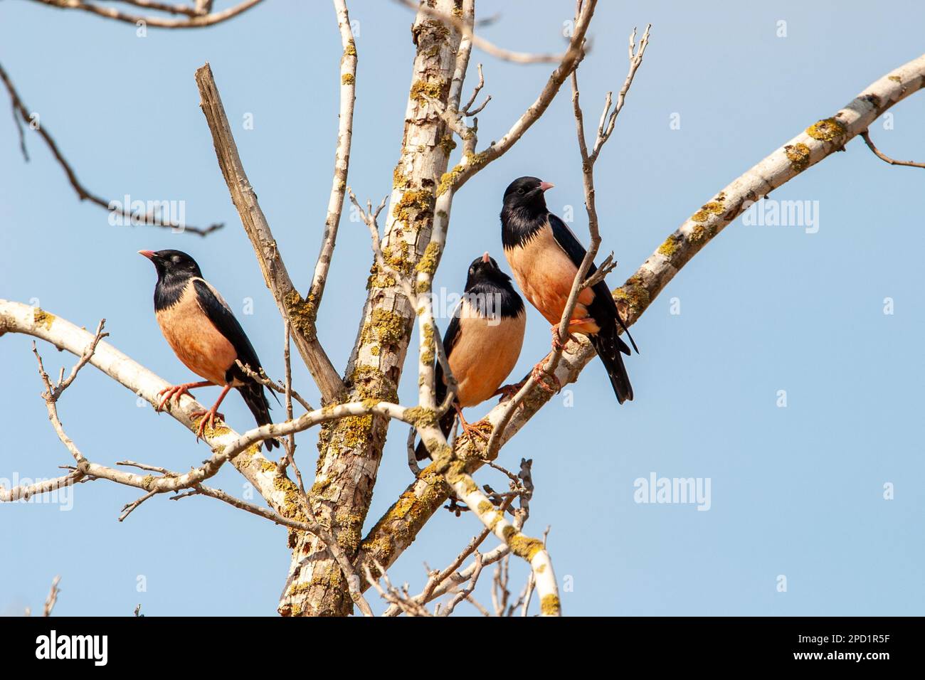 The rosy starling (Pastor roseus) زرزور وردي is a passerine bird in the ...
