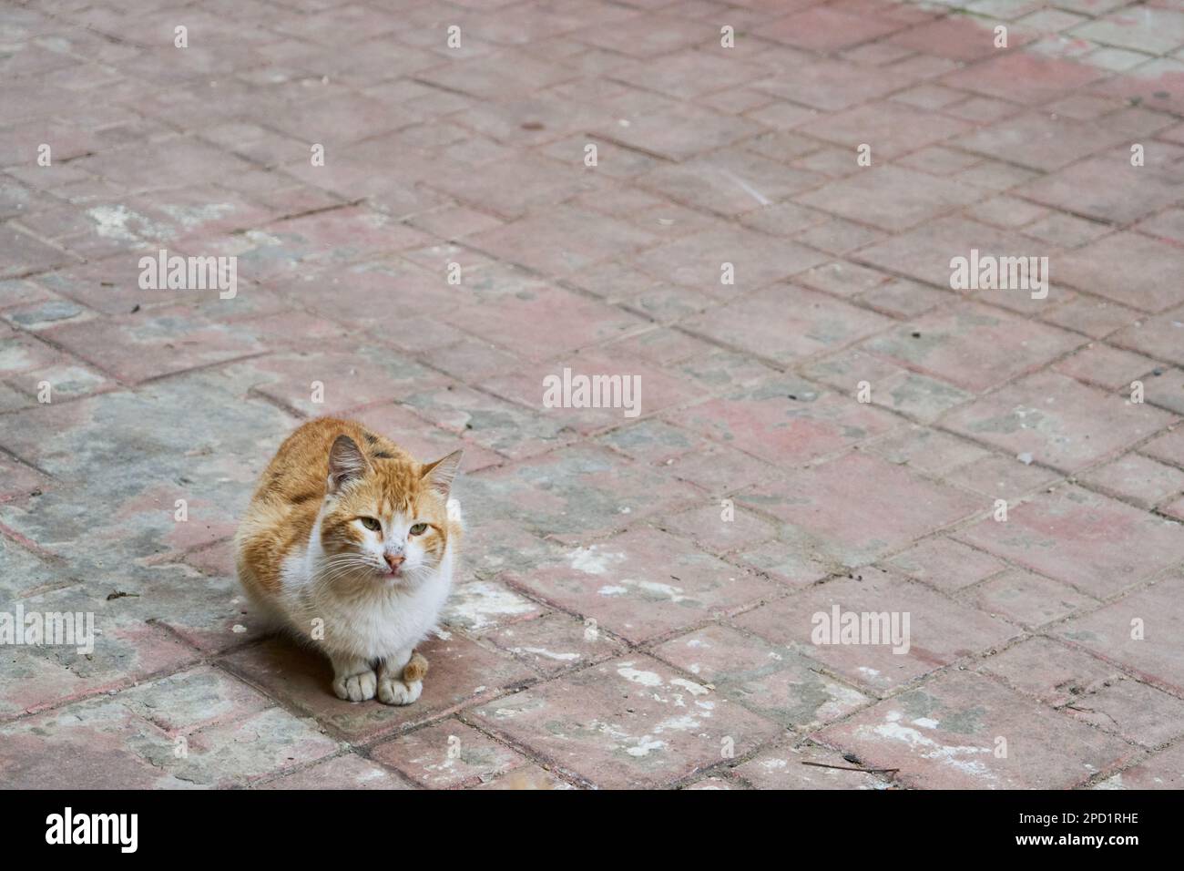 Homeless cat on the paved in the street Stock Photo - Alamy