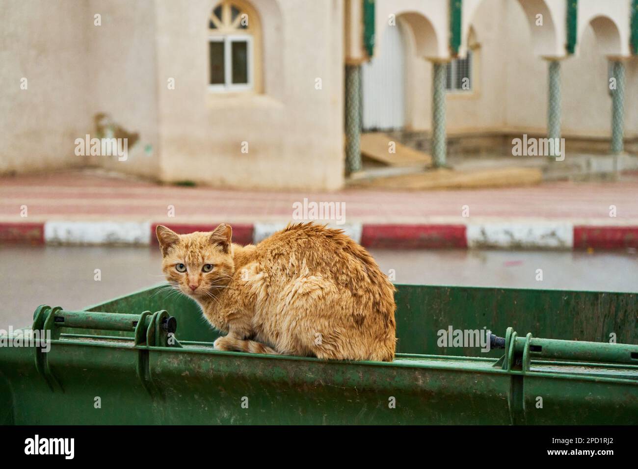 Homeless cat sitting on a trash can in the street Stock Photo - Alamy