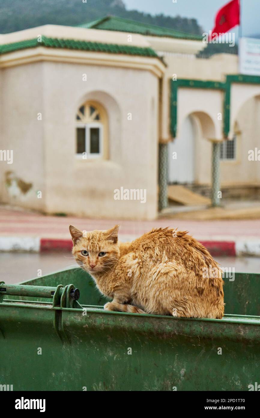 Homeless cat sitting on a trash can in the street Stock Photo - Alamy