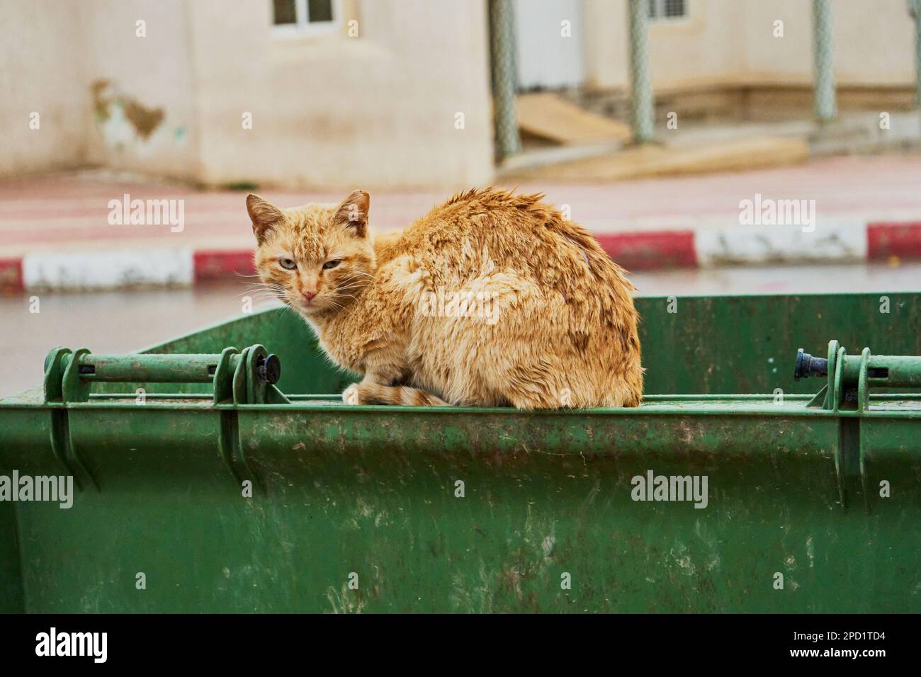 Homeless cat sitting on a trash can in the street Stock Photo - Alamy