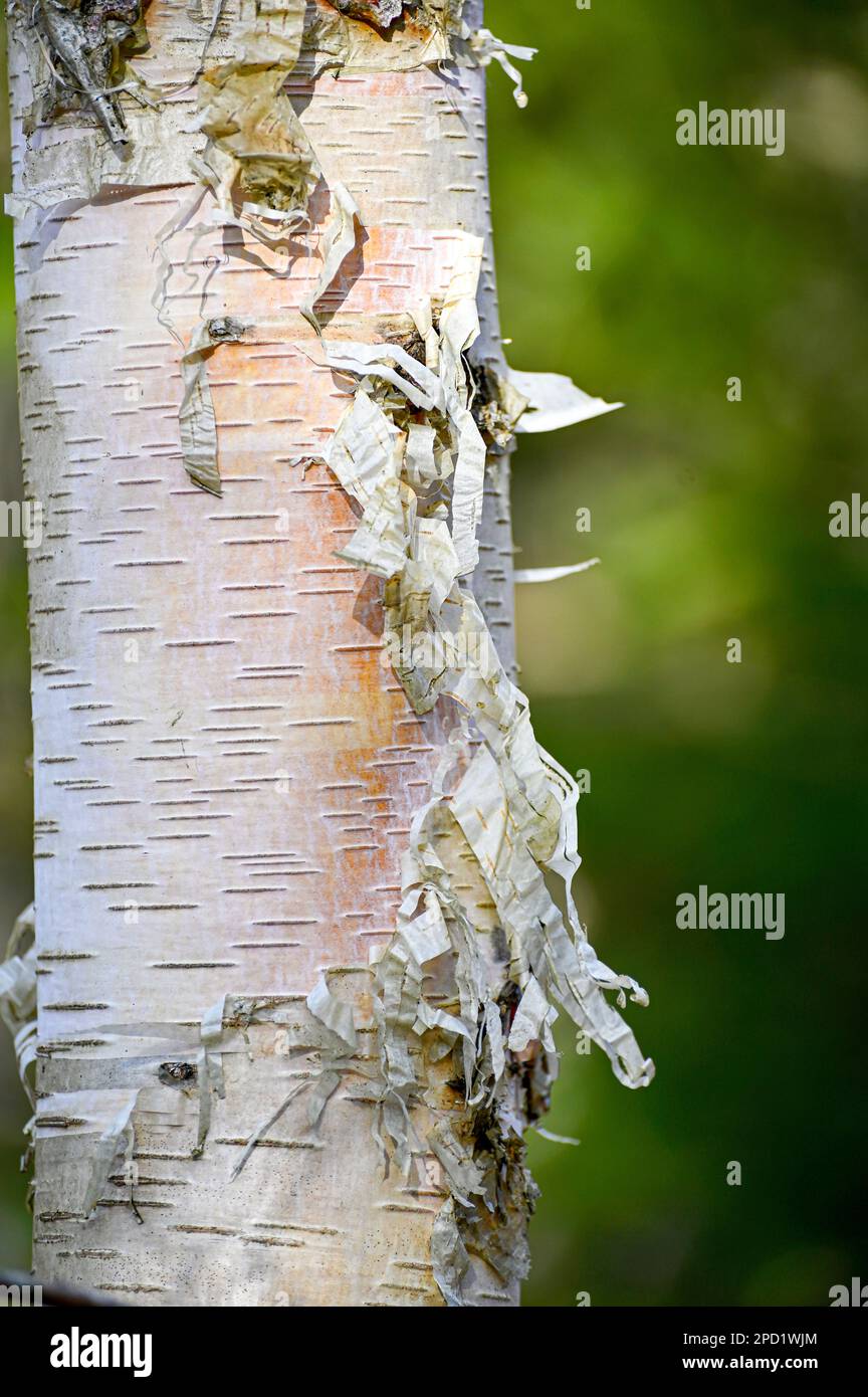 Brich trees hi-res stock photography and images - Alamy