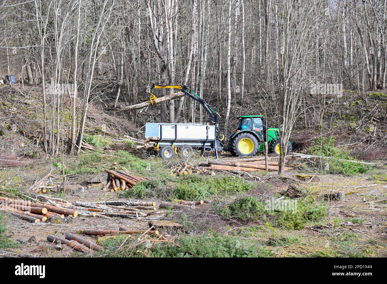 cutting area in forest with green tractor lifting trunks on trailer ...