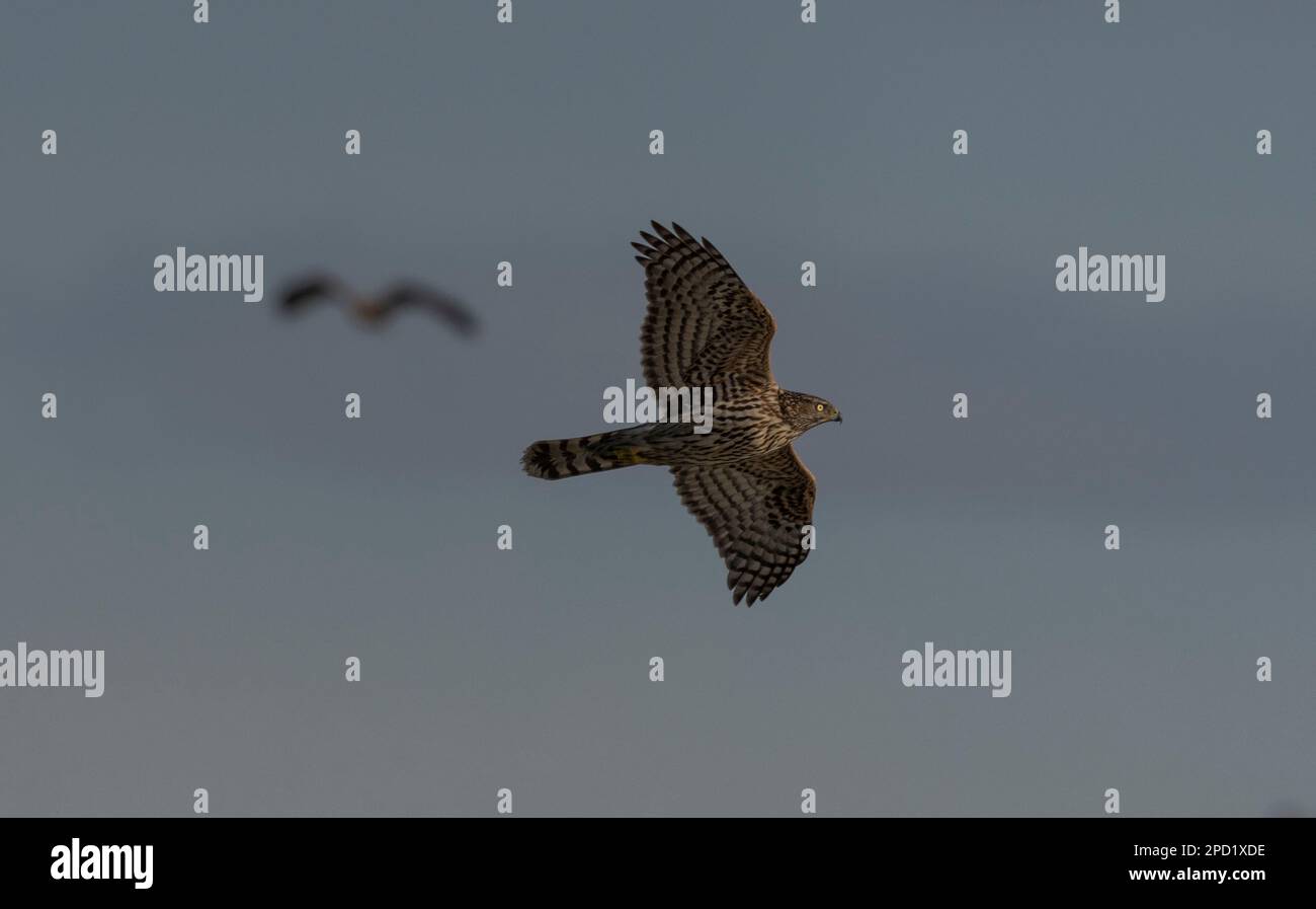 Tail feathers goshawk hi-res stock photography and images - Alamy