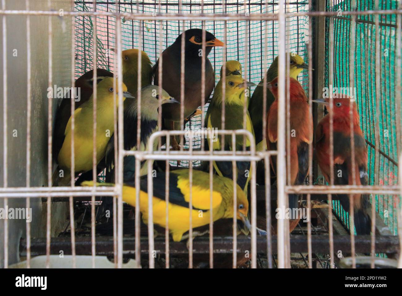 Vietnam birds hi-res stock photography and images - Alamy
