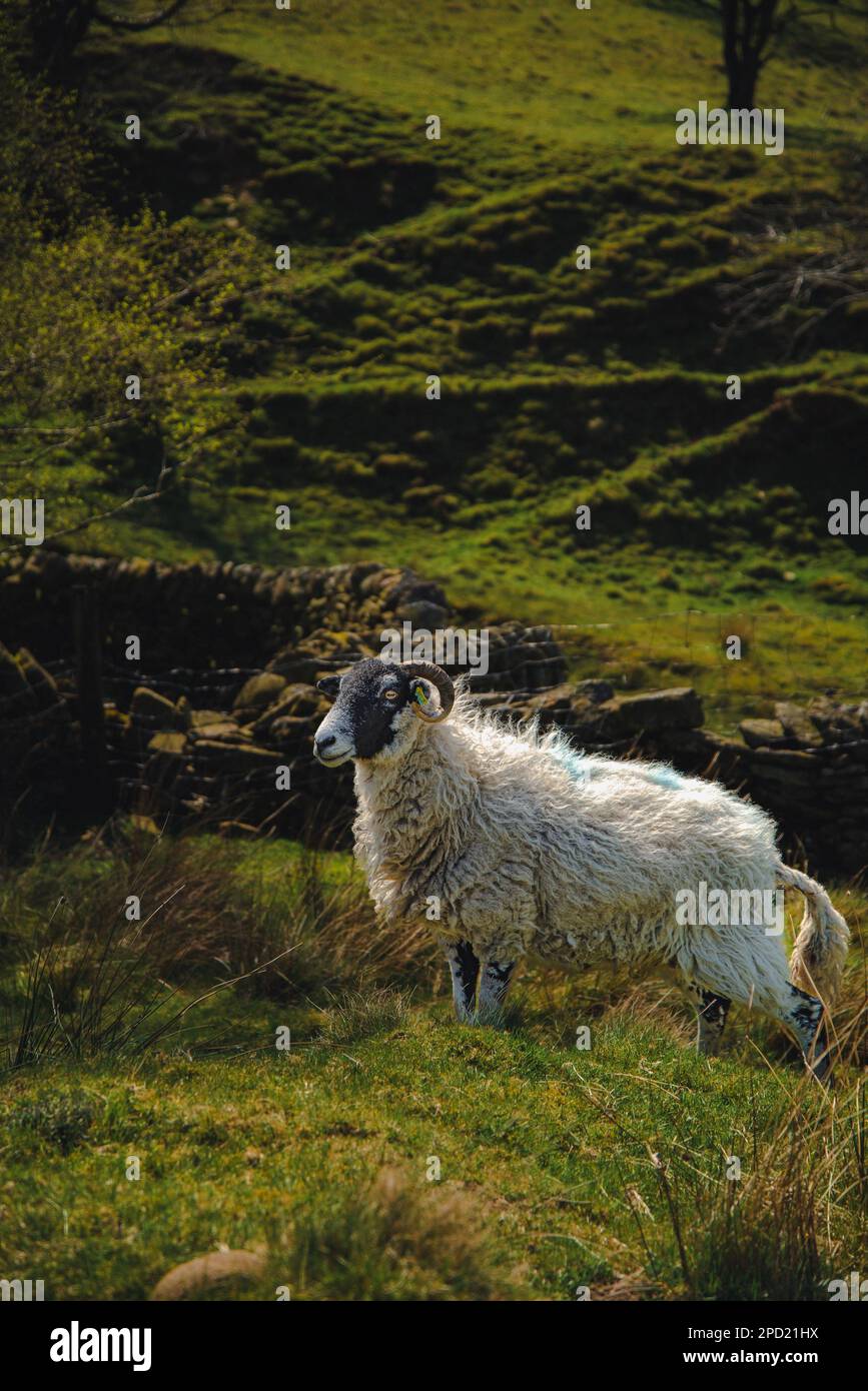 A majestic white furry Boreray sheep standing on the green hillside ...