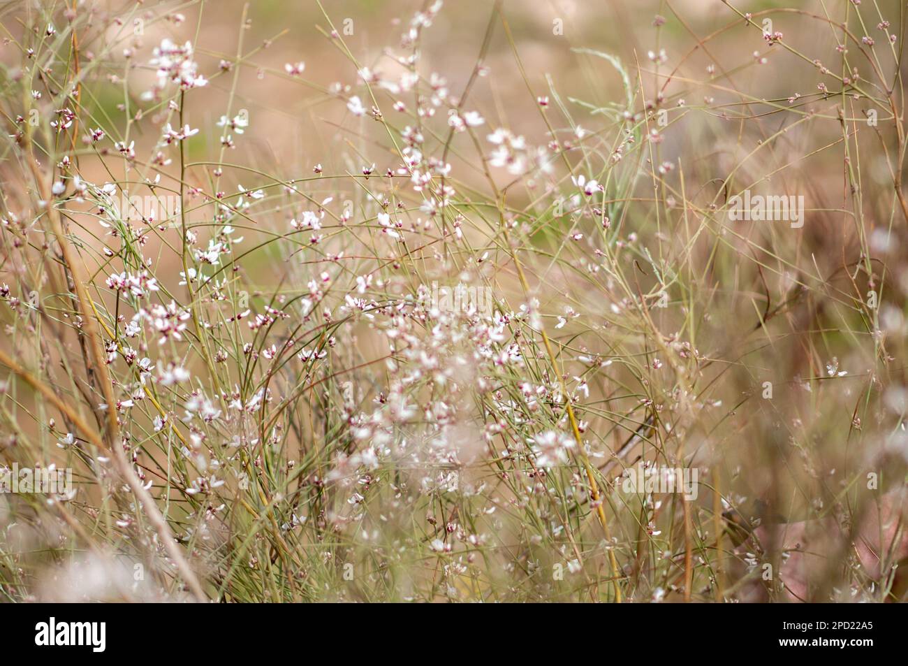 Close up of the White flowers of the white broom Retama raetam (الرتم ...