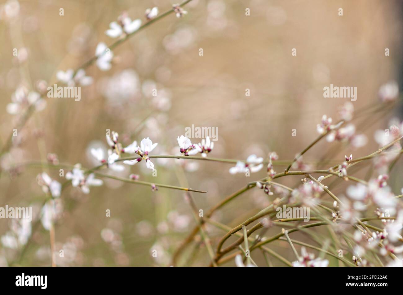 Close up of the White flowers of the white broom Retama raetam (الرتم ...
