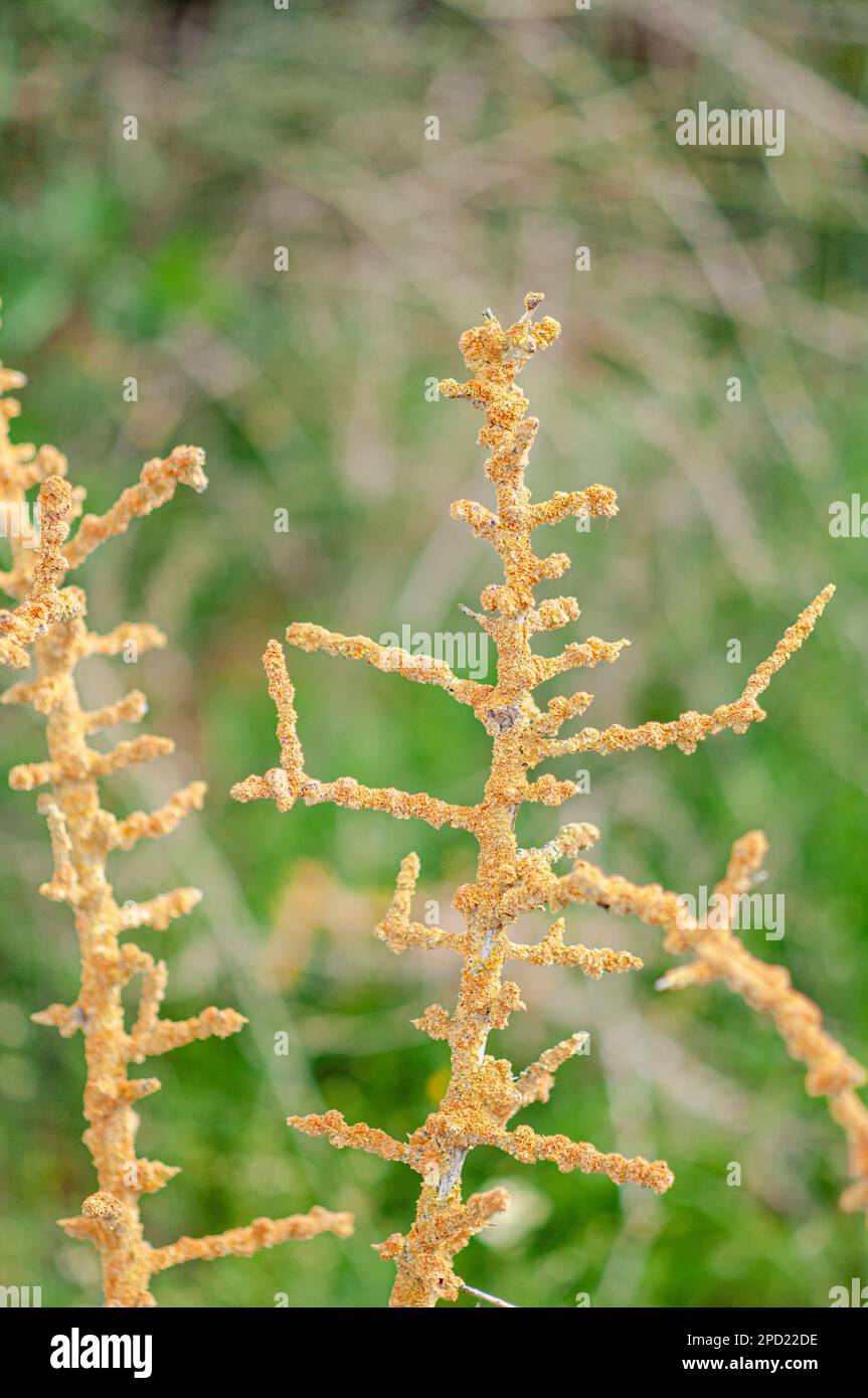 Red lichen covers the dry branches of a bush Photographed in the Eshkol ...