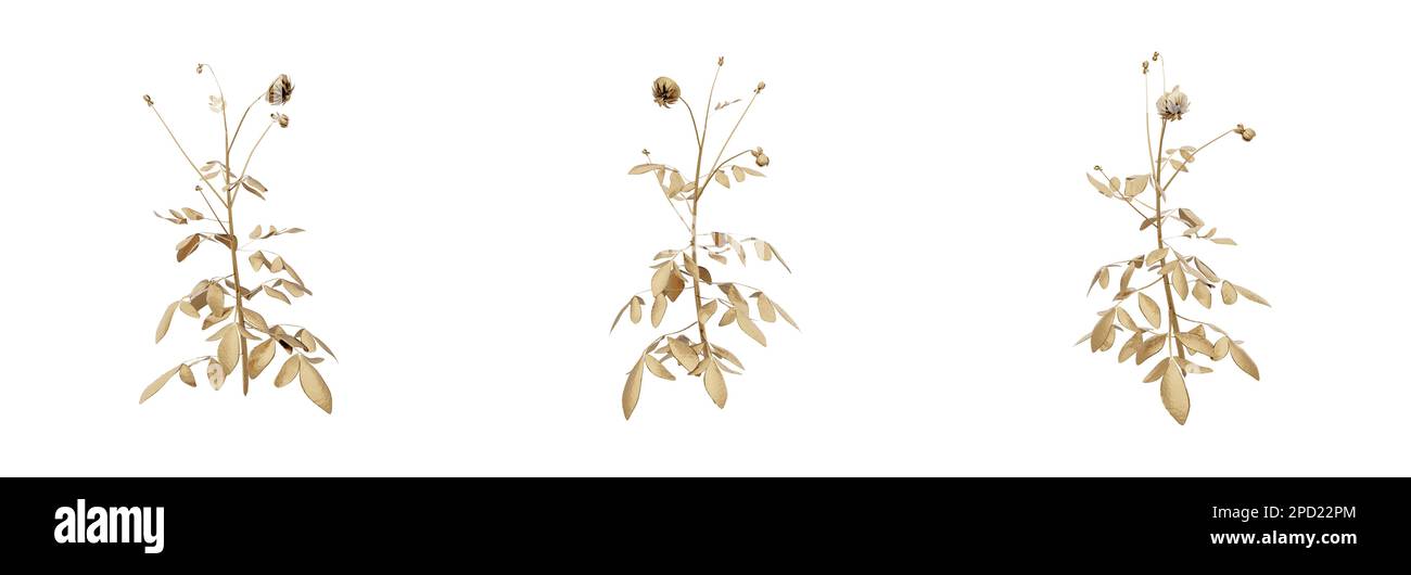 With our amazing 3D render gold plant graphics, you can add a touch of ...