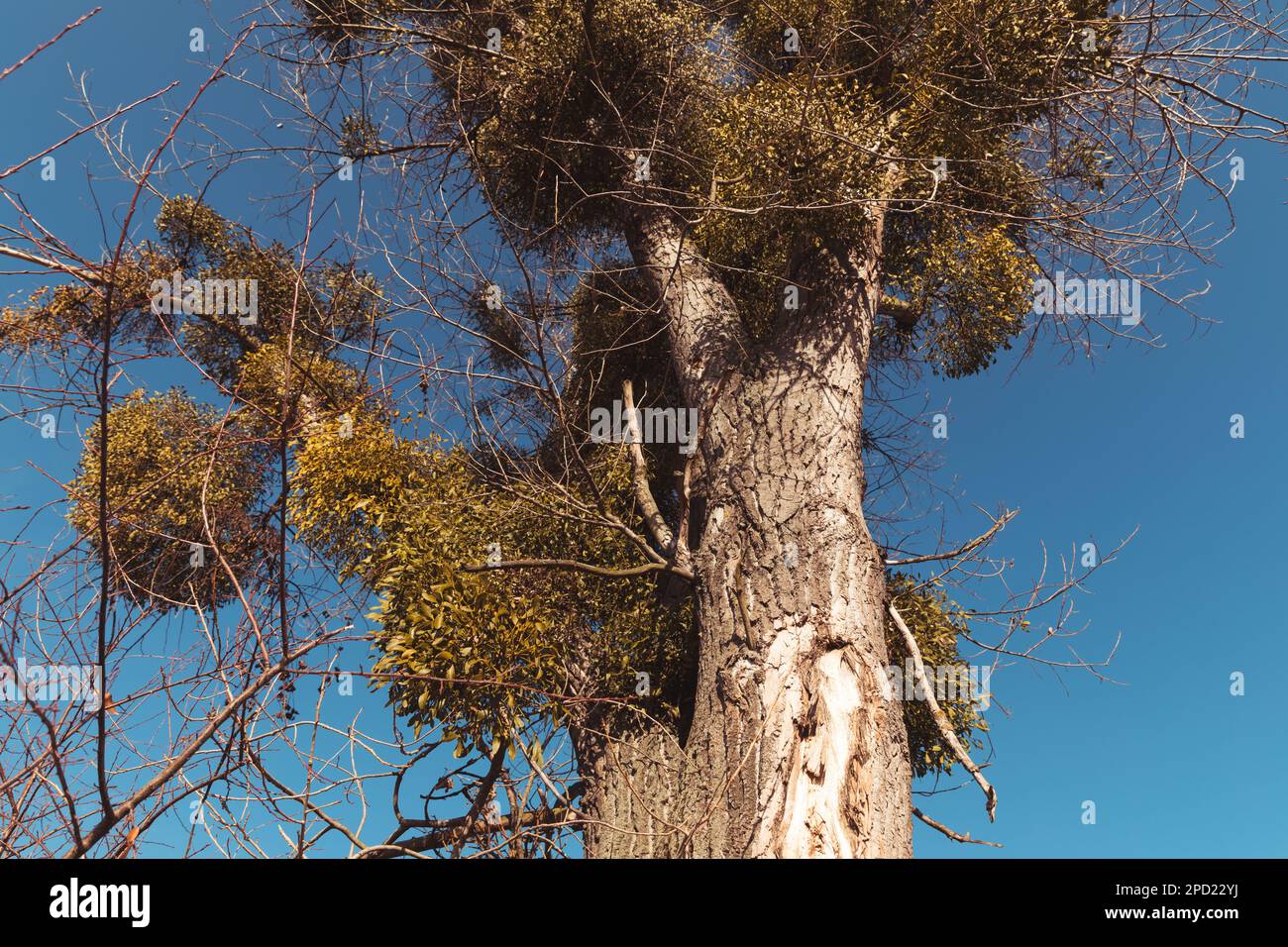 An Old Tree Overgrown With Mistletoe A Parasitic Plant Symbol Of Love Life And Fertility