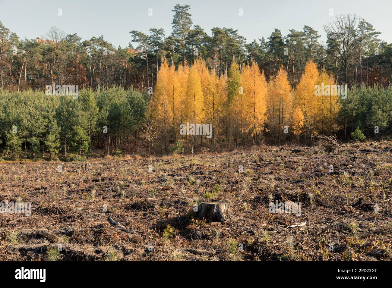 Group of trees conifers hi-res stock photography and images - Alamy