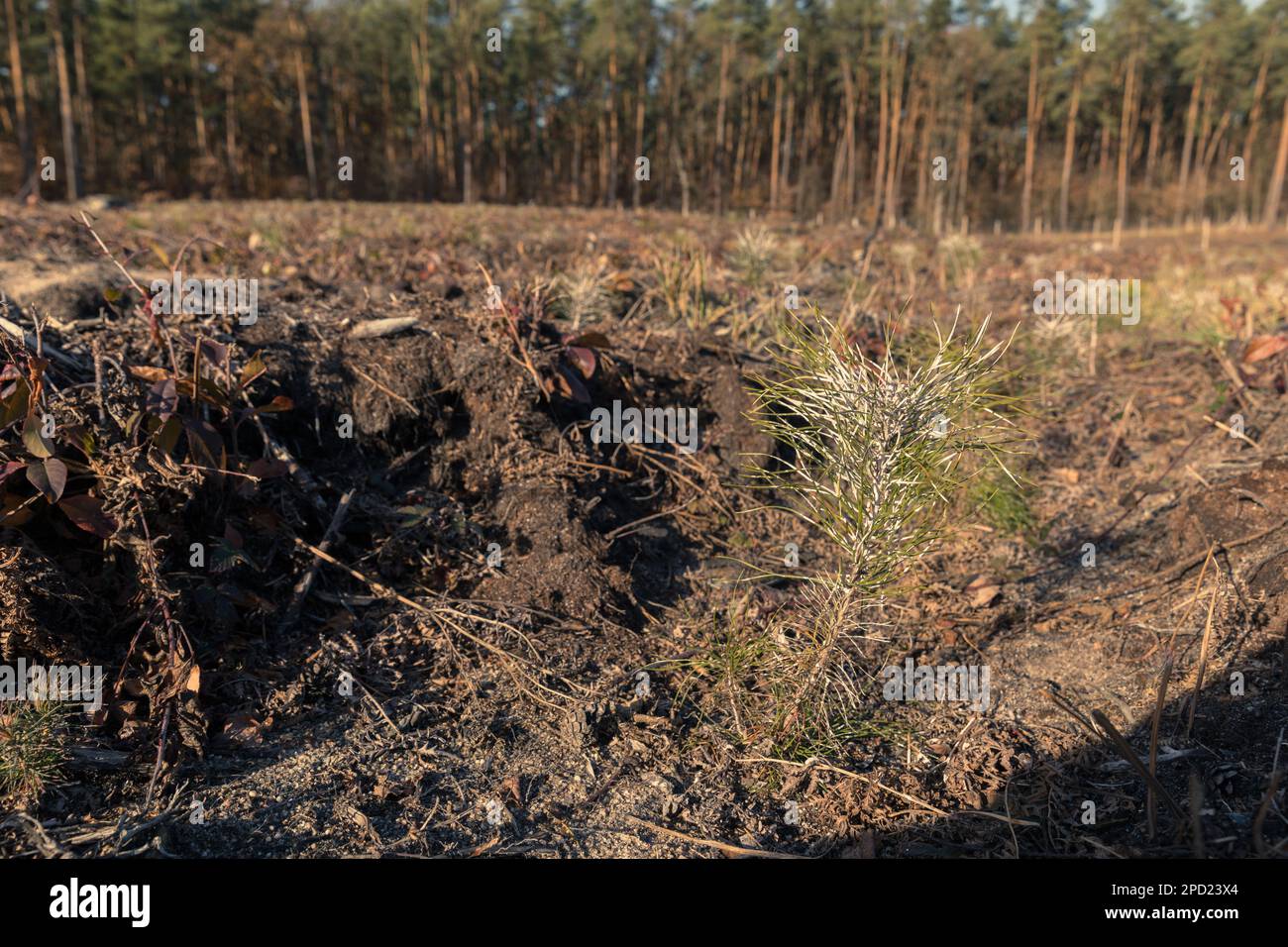 Pine seedling forest hi-res stock photography and images - Alamy