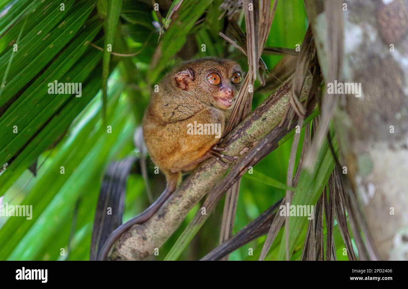 Philippine tarsier: shy primate commits suicide when stressed in ...