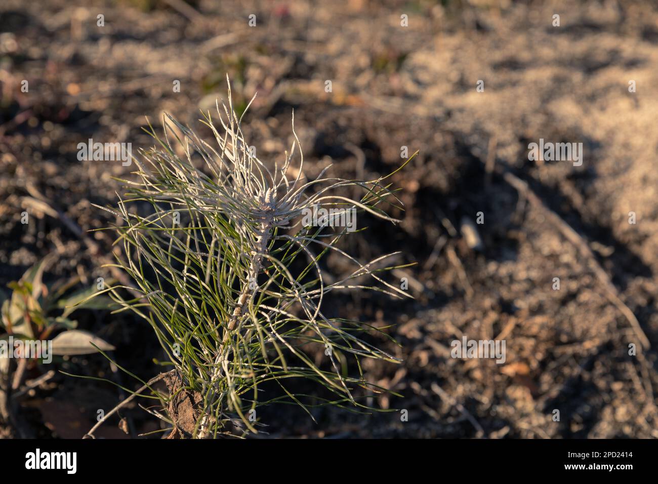 Pine seedling hi-res stock photography and images - Alamy