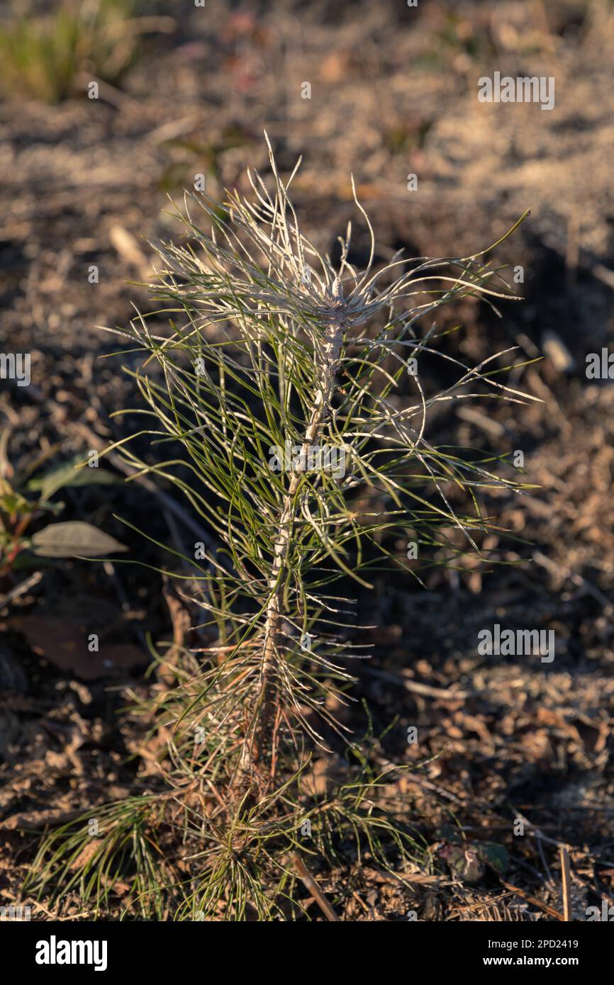 Pine seedling planted in the forest, young forest Stock Photo - Alamy