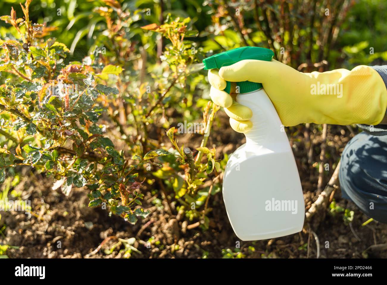 Treatment of roses from pests, aphids and fungi. Remedy for roses from ...