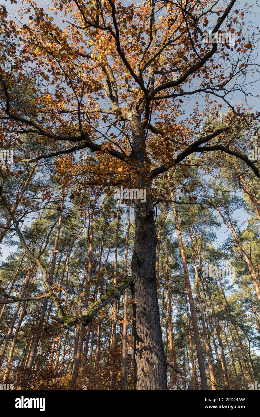 Large crown tree hi-res stock photography and images - Alamy