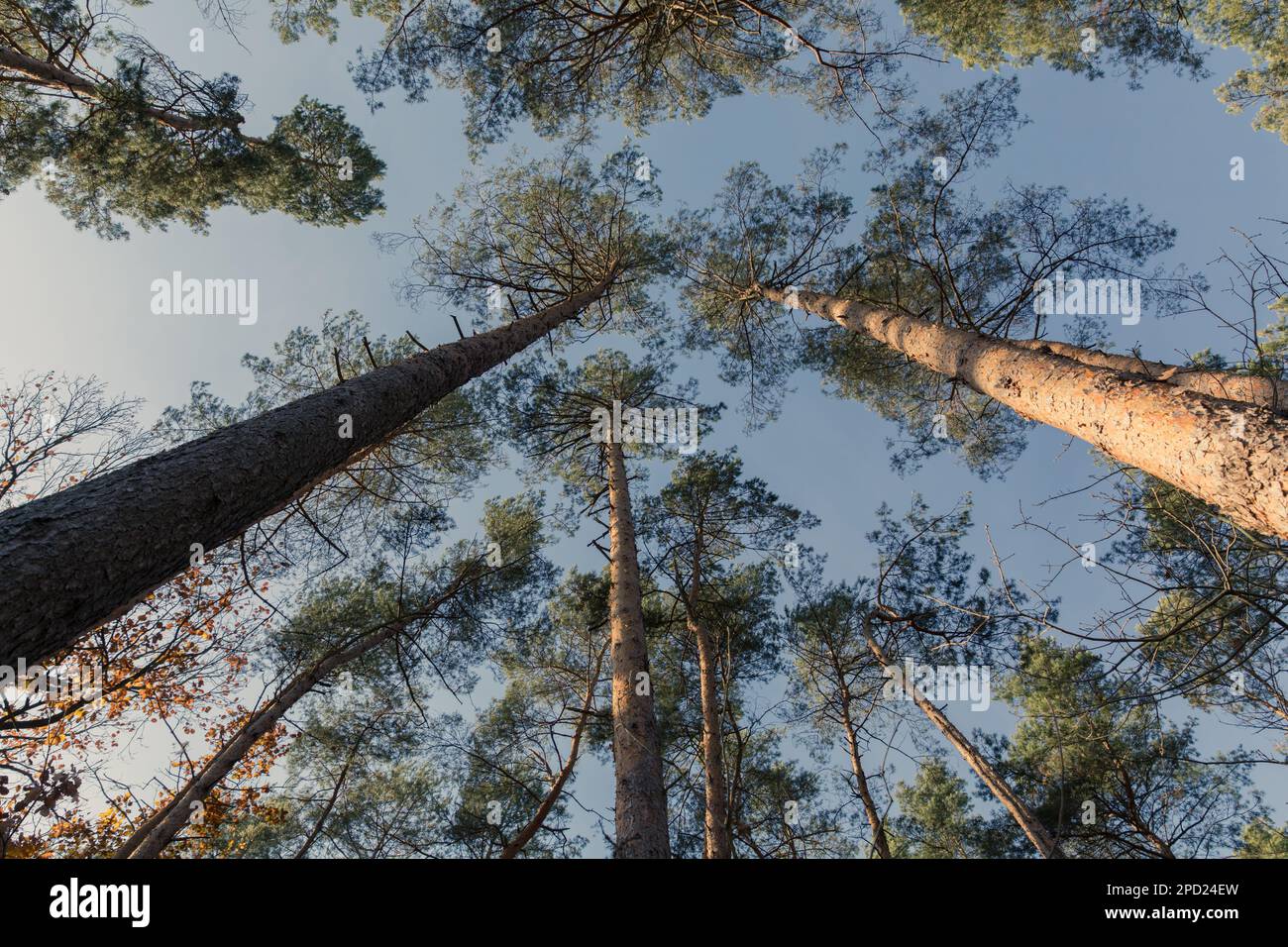 View from under tall trees hi-res stock photography and images - Alamy